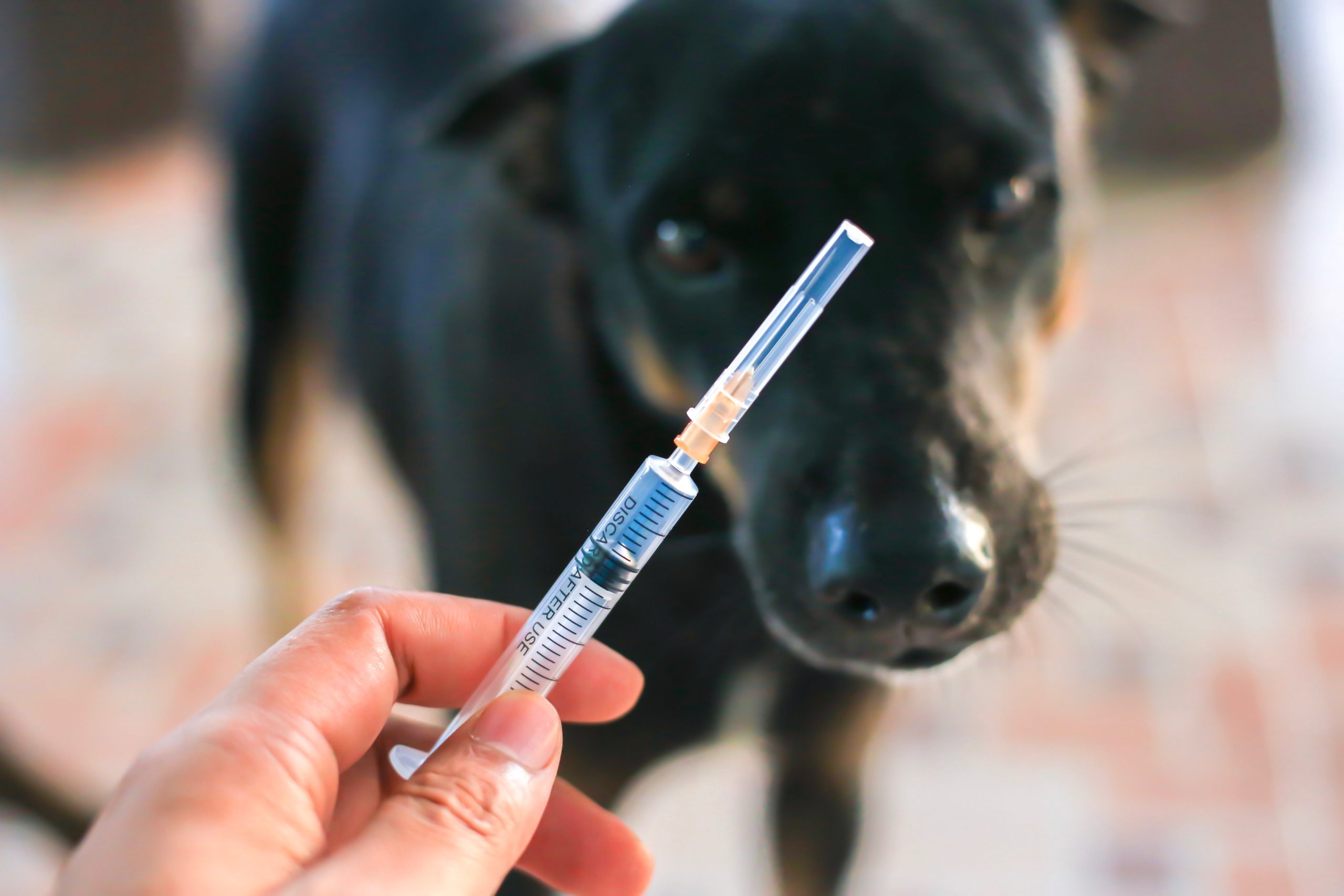 Rabies And Post Exposure Prophylaxis Guidelines Tribal Health