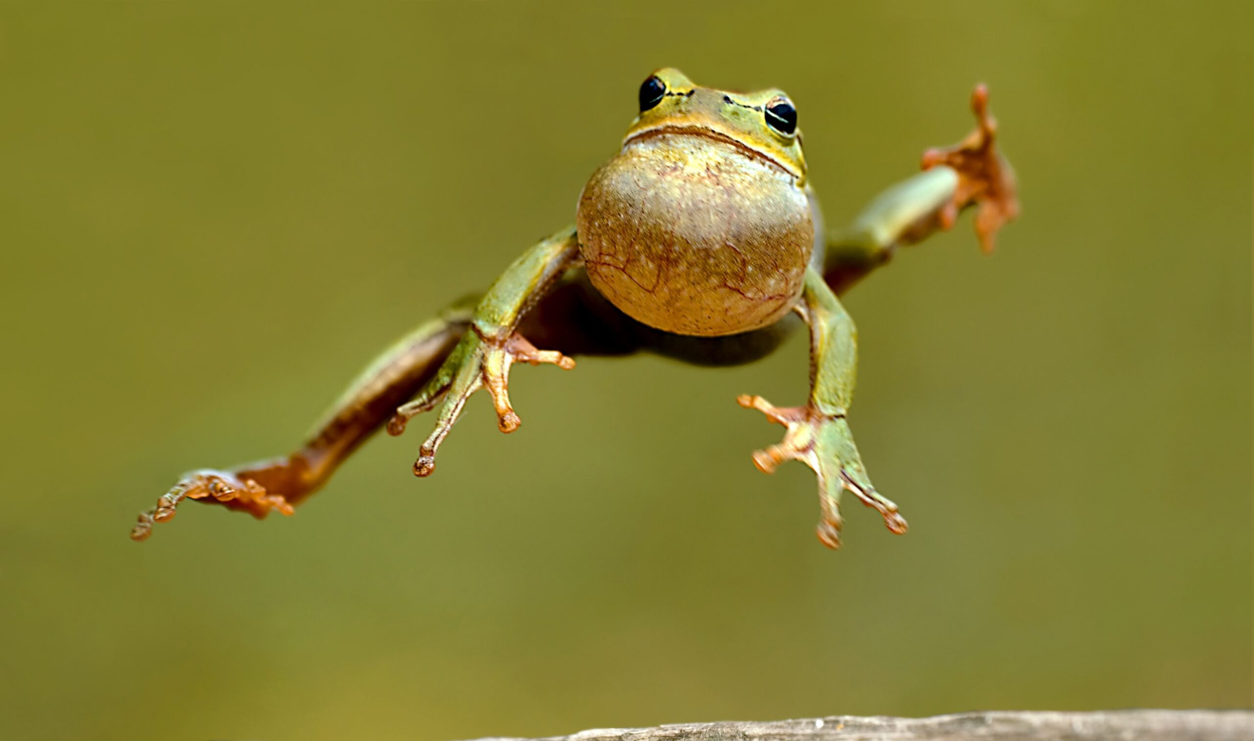Celebrate Leap Year: Eat the Frog - Tribal Health